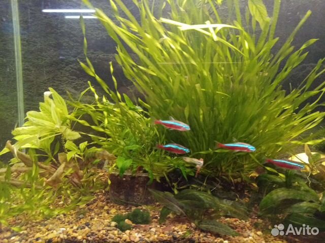 Аквариум 60л, полный комплект