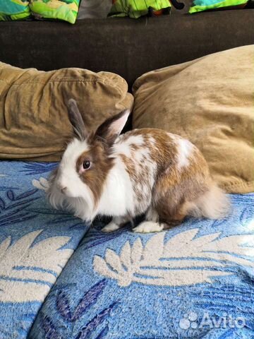 Декоративный кролик