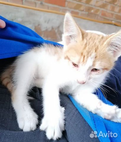 Рыжий котенок в добрые руки