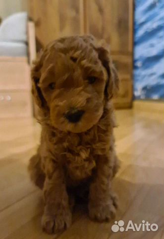 Той-пудель, мальчики