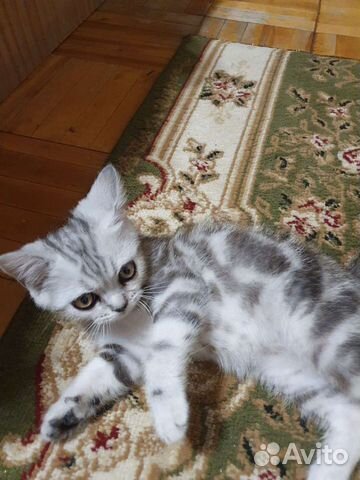 Шотландская