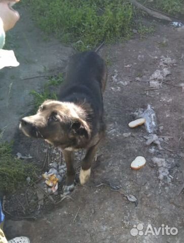 Собака ждёт хозяев