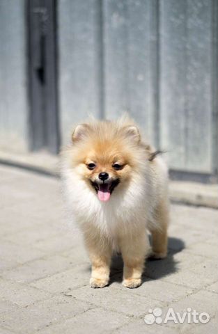 Шпиц малыш 5 месяцев