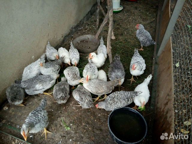 Молодые петушки