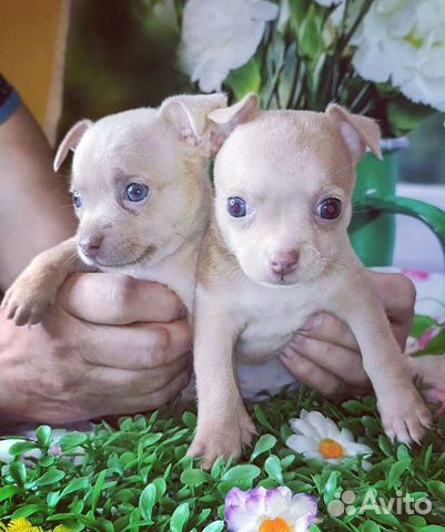Минюшки малышики чихуахуа