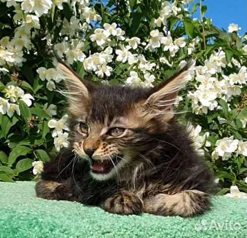 Котик Гремлен. Дикий окрас. Питомник