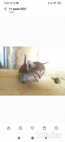 Кошка в дар