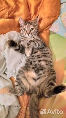 Бенгальская кошка поместь