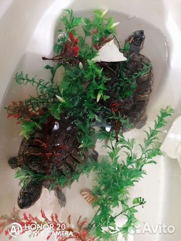 Красноухая черепаха