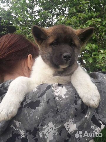 Девочки американки