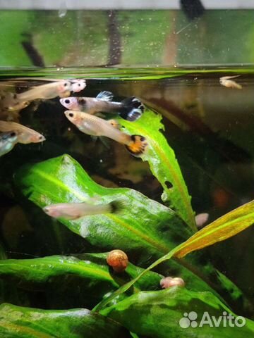 Гуппи малыши
