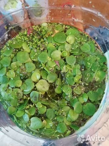 Аквариумные растения