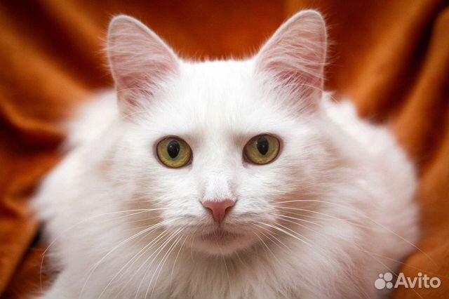 Жора ищет семью