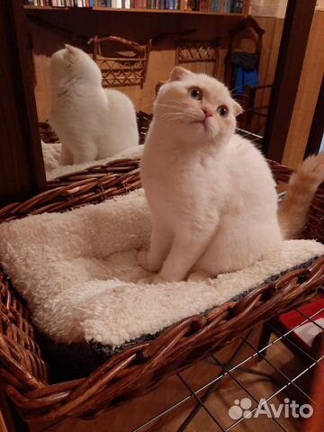 Шотландский котенок скотиш фолд (scottish fold)
