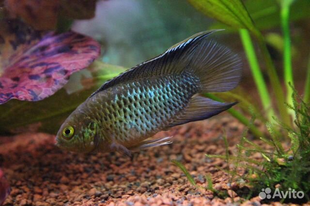 Наннакара аномала самец