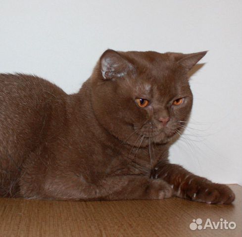 Кот циннамон вязка