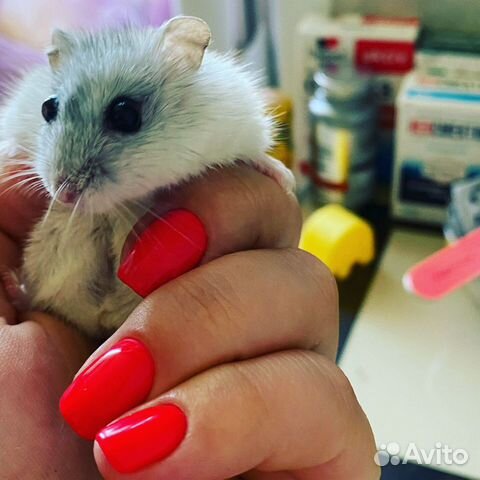 Джунгарские хомячки