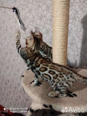 Бенгальские котята