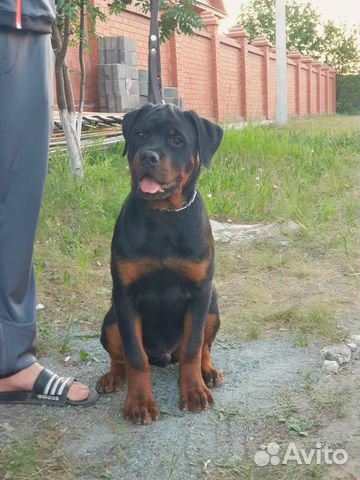 Щенки ротвейлера (мальчики)