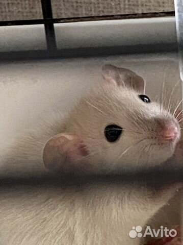 Крыса дамбо