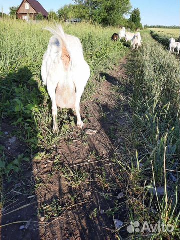 Козы дойные все стадо