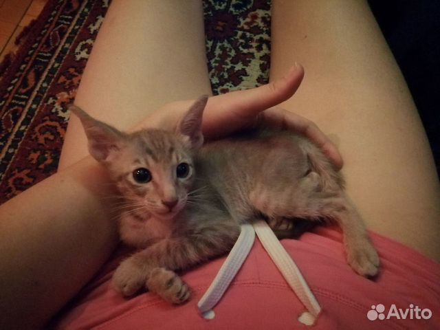 Ориентальная