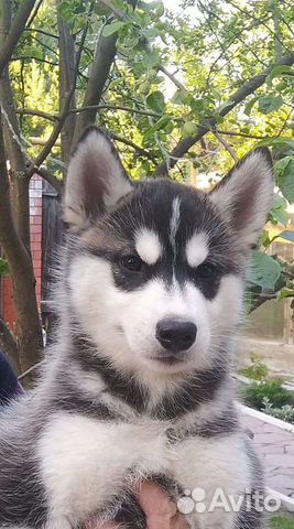 Малыши хаски