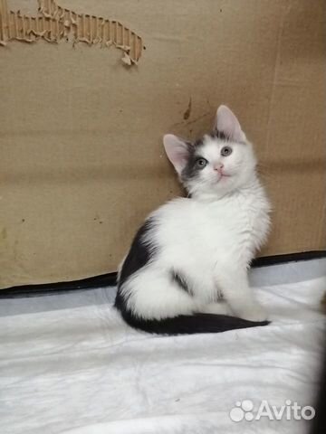 Котенок ищет дом