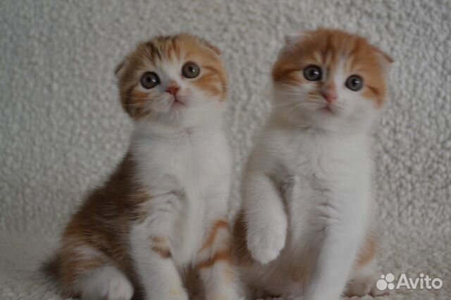 Замечательные шотландские котята