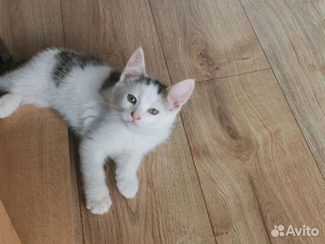 Кошечка Машенька