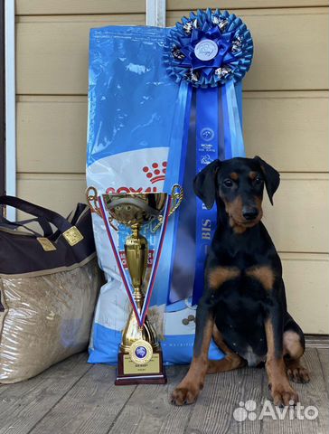 Шикарный мальчик для выставок