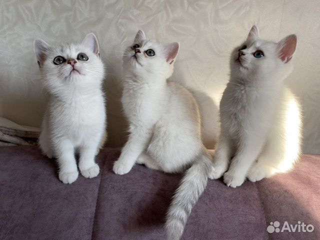 Котята, серебристая шиншилла