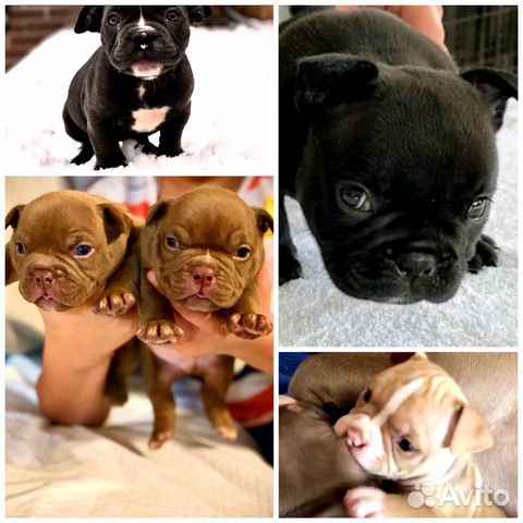 Американский булли - Экзоты щенки