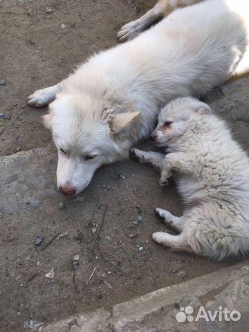 Отдам в хоршие руки