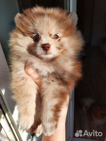 Девочка шоколадный мрамор