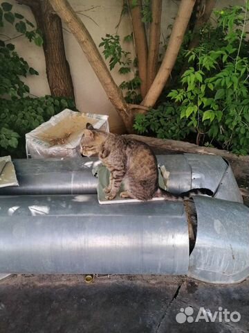 Грустный котик