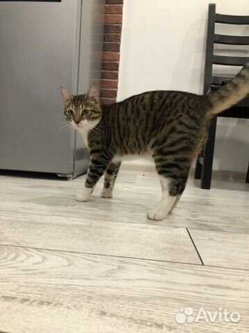 Кот Камыш мальчик
