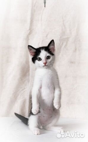Котенок мальчик в добрые руки