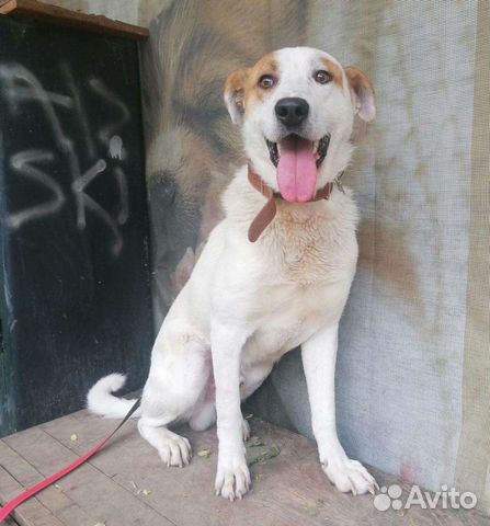 Филю спасли от усыпления Ищет дом