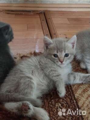 Котенок бесплатно (мальчик)