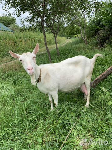 Коза, козёл, козлята