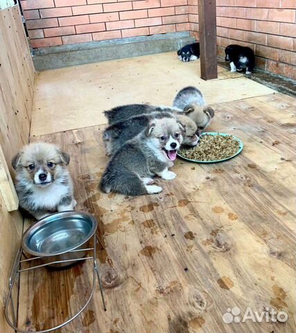 Королевские Вельш корги