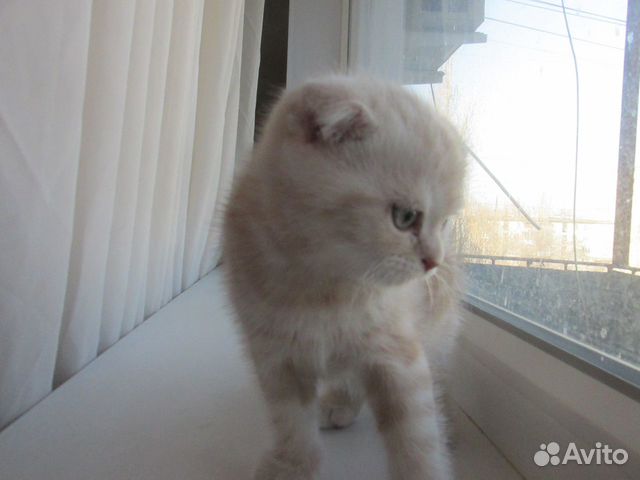 Котята из Шотландии