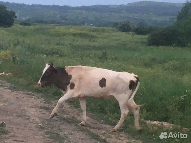 Телки молочных пород