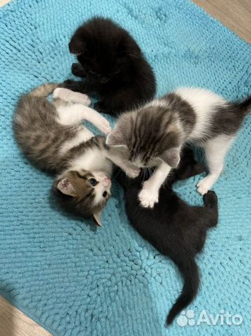 Котята в добрые руки