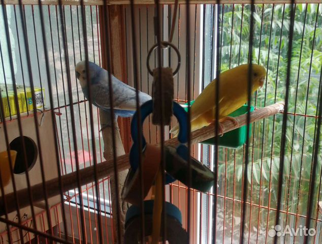 Волнистые попугаи и амадины (зебровые и японские)