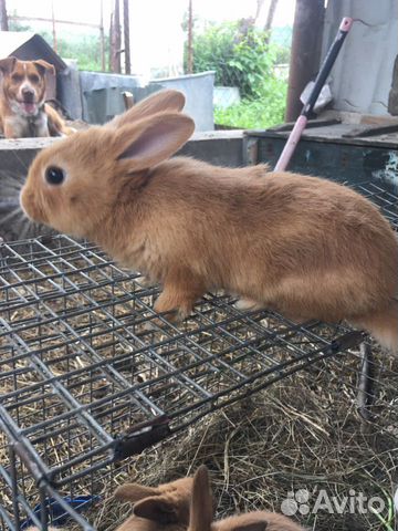 Крольчата нзк