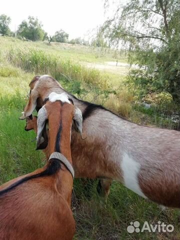 Коза нубийская