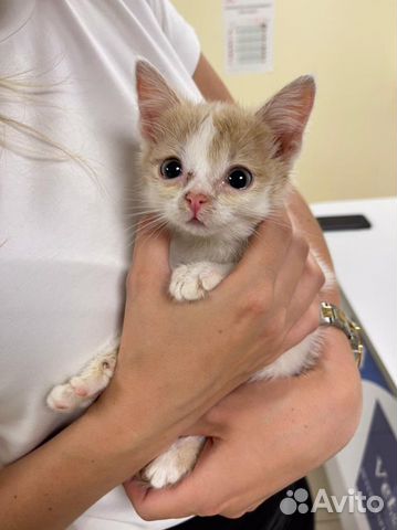 Ласковый Марсик ищет дом