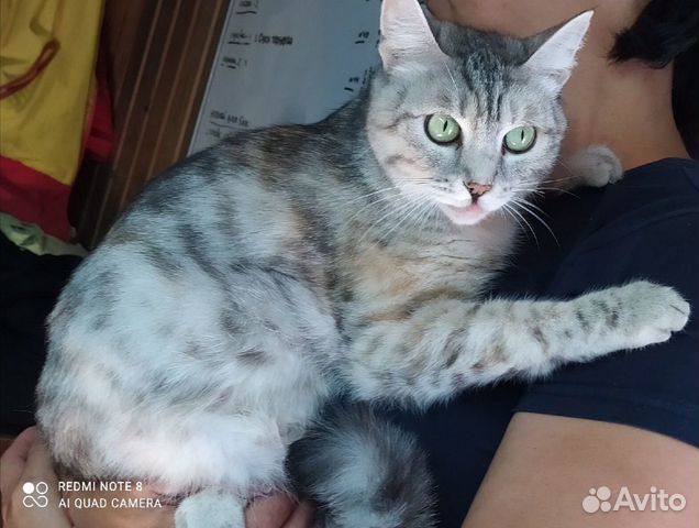 Кошка молодая бесплатно